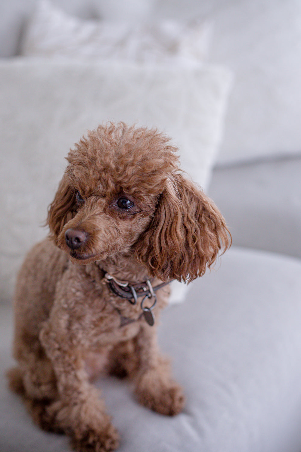 Wave Dog Potty Pads | Puppy Training Toilet Pads - PetPeePads.com